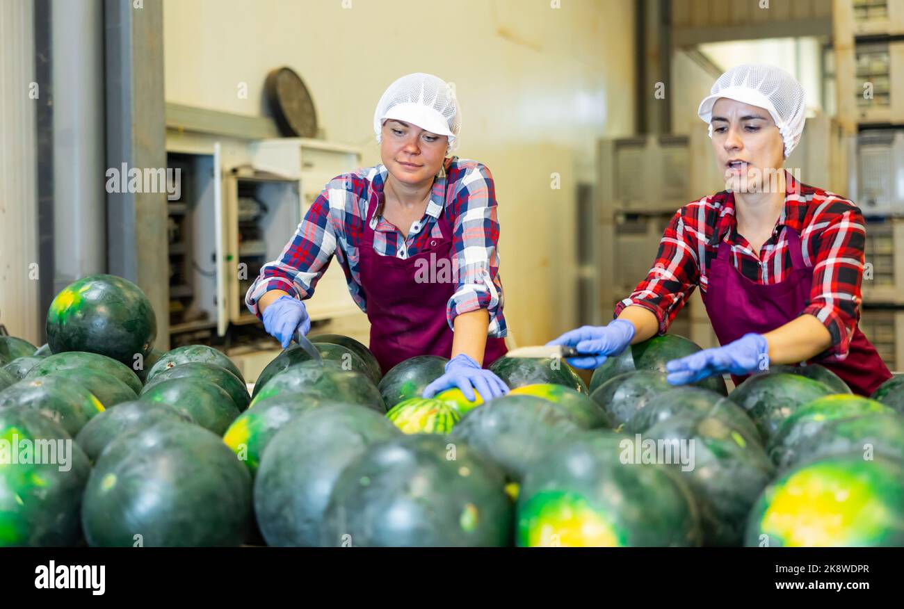 Female workers of vegetable sorting factory checking and peeling ...