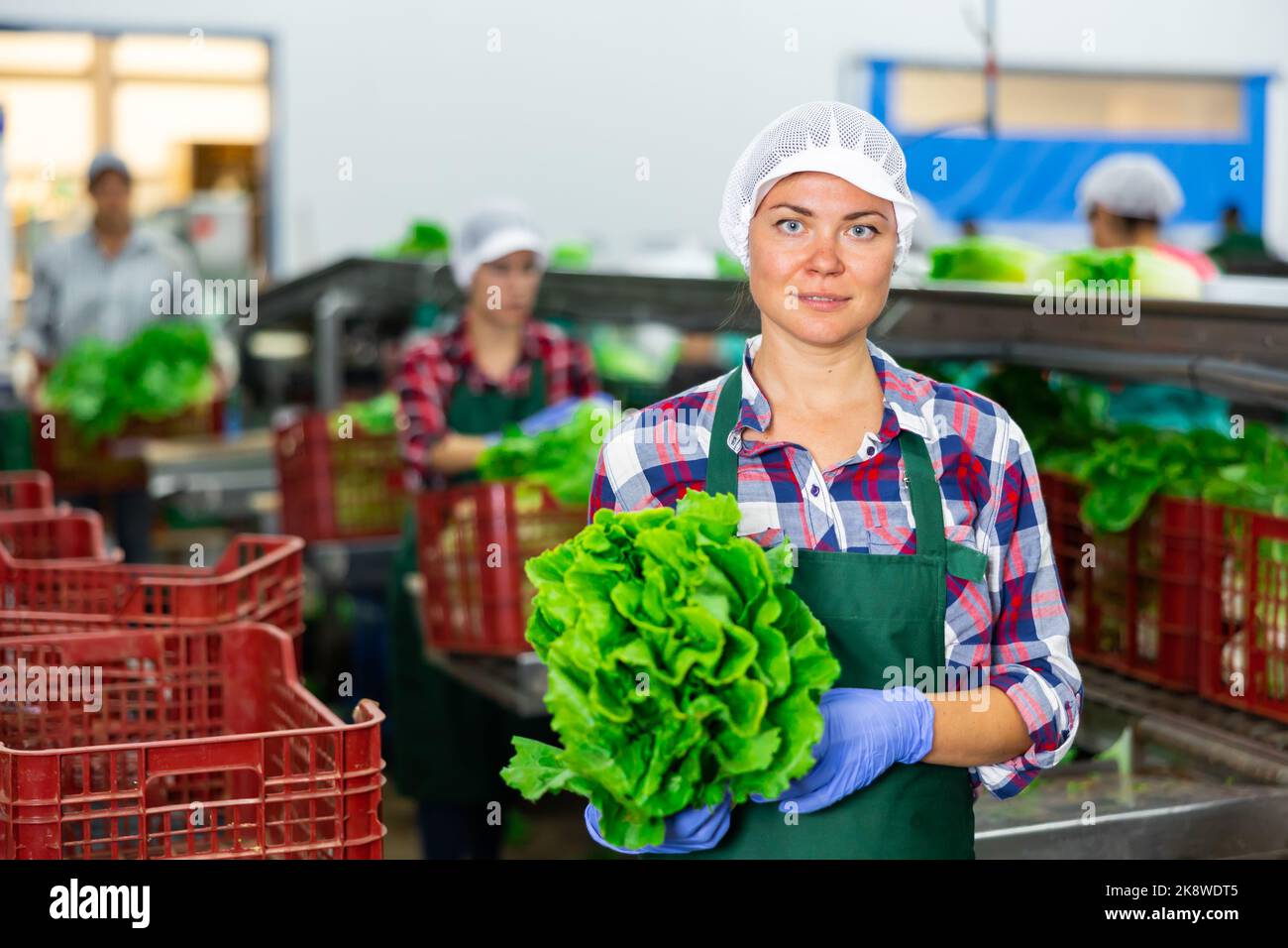 Positive female vegetable factory worker demonstrating lettuce while ...