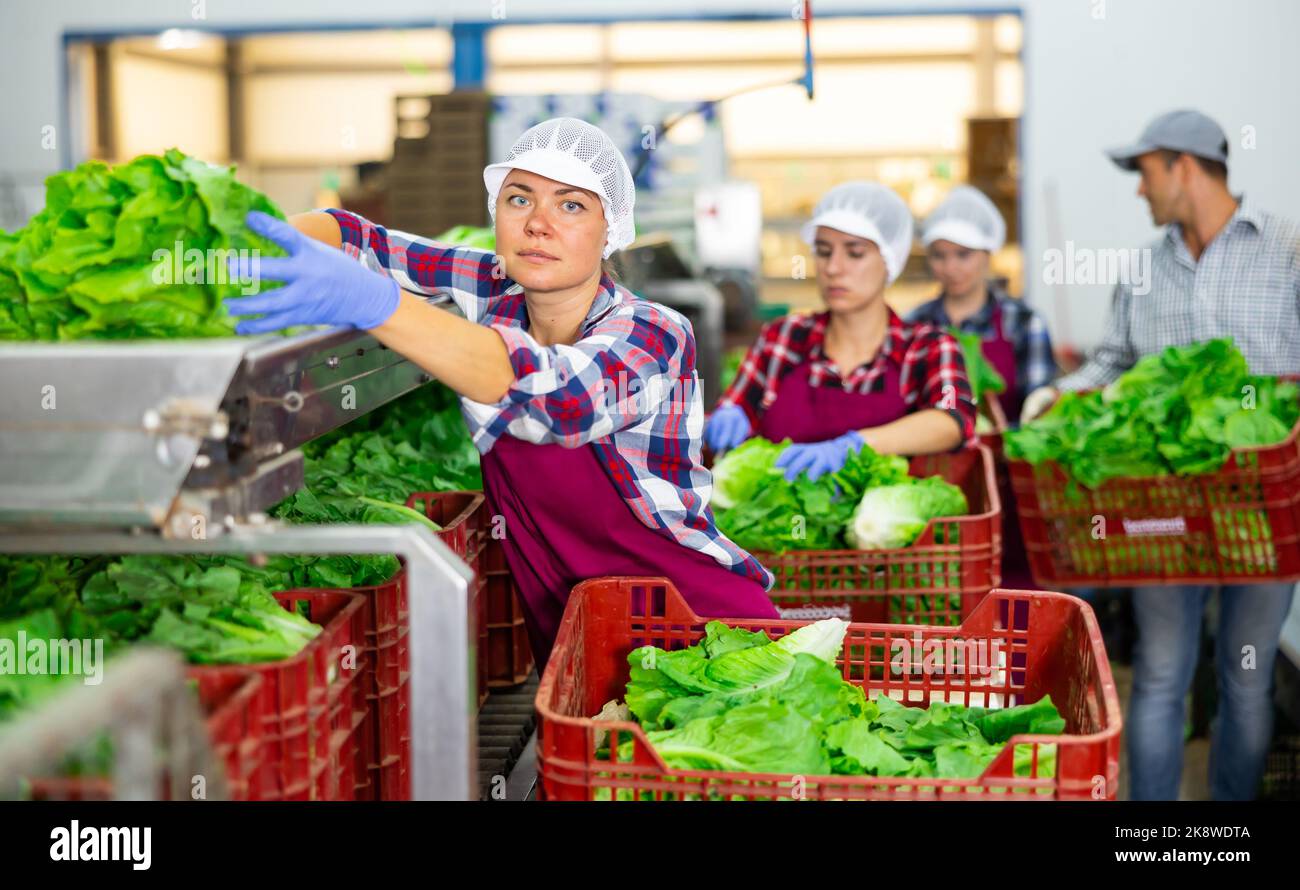 Indoor vegetable production hi-res stock photography and images - Alamy