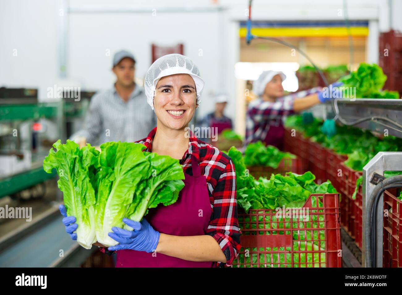 Smiling hispanic woman sorting lettuce on agricultural processing ...