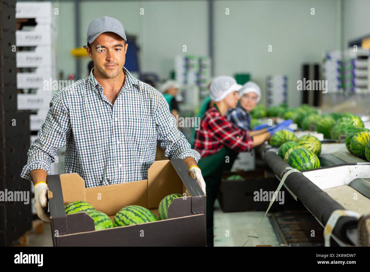 Worker stacking boxes with watermelons on sorting line at fruit factory ...