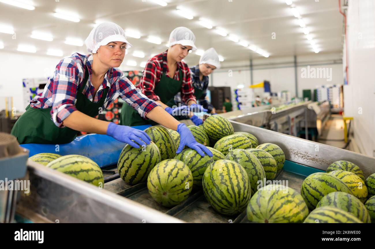 Female sorter working on watermelons sorting line in fruit processing ...