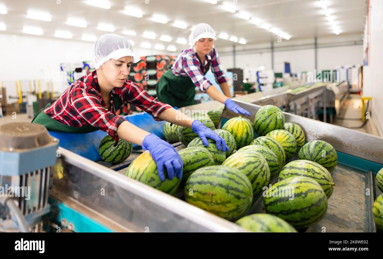 Vegetable factory workers sorting watermelons on conveyor line Stock ...