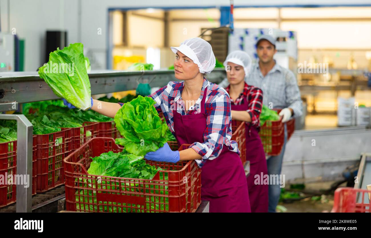 Female worker of vegetable sorting factory arranging lettuce in boxes ...