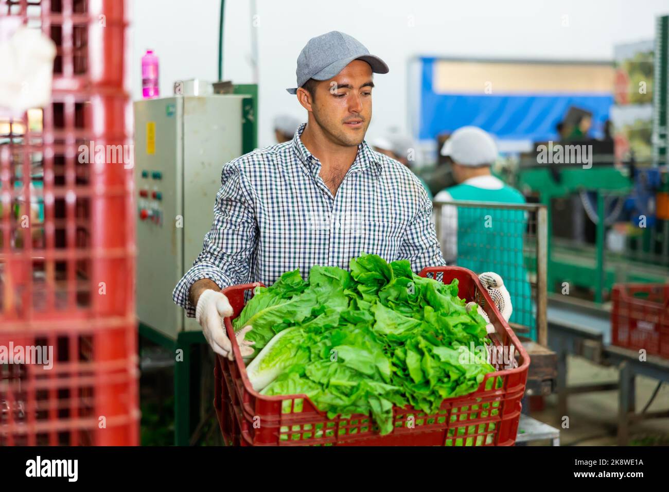 Man stacking boxes with lettuce on sorting line in vegetable factory ...