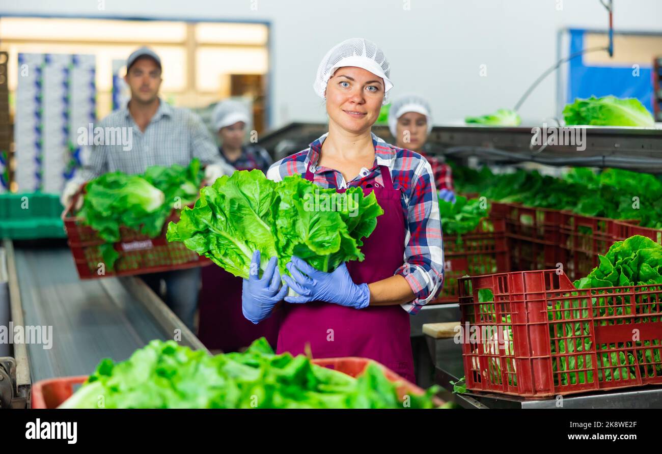 Positive female vegetable factory worker demonstrating lettuce while ...