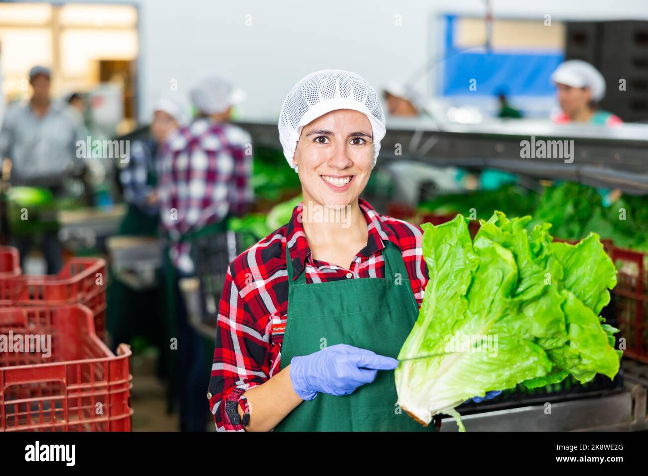Smiling latin american female worker sorting lettuce of vegetable ...