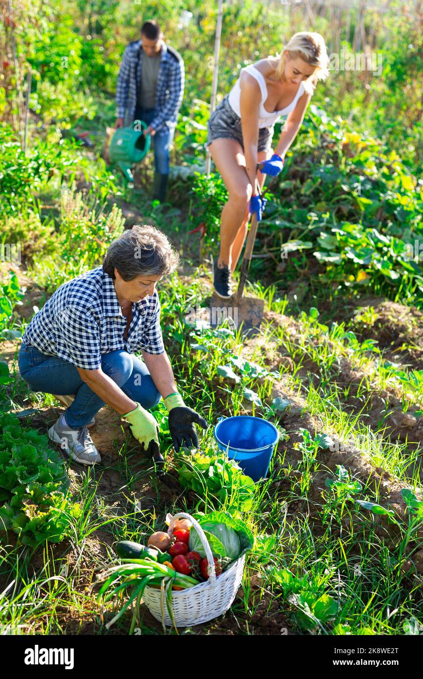 Elderly vegetable grower woman working in home garden Stock Photo - Alamy