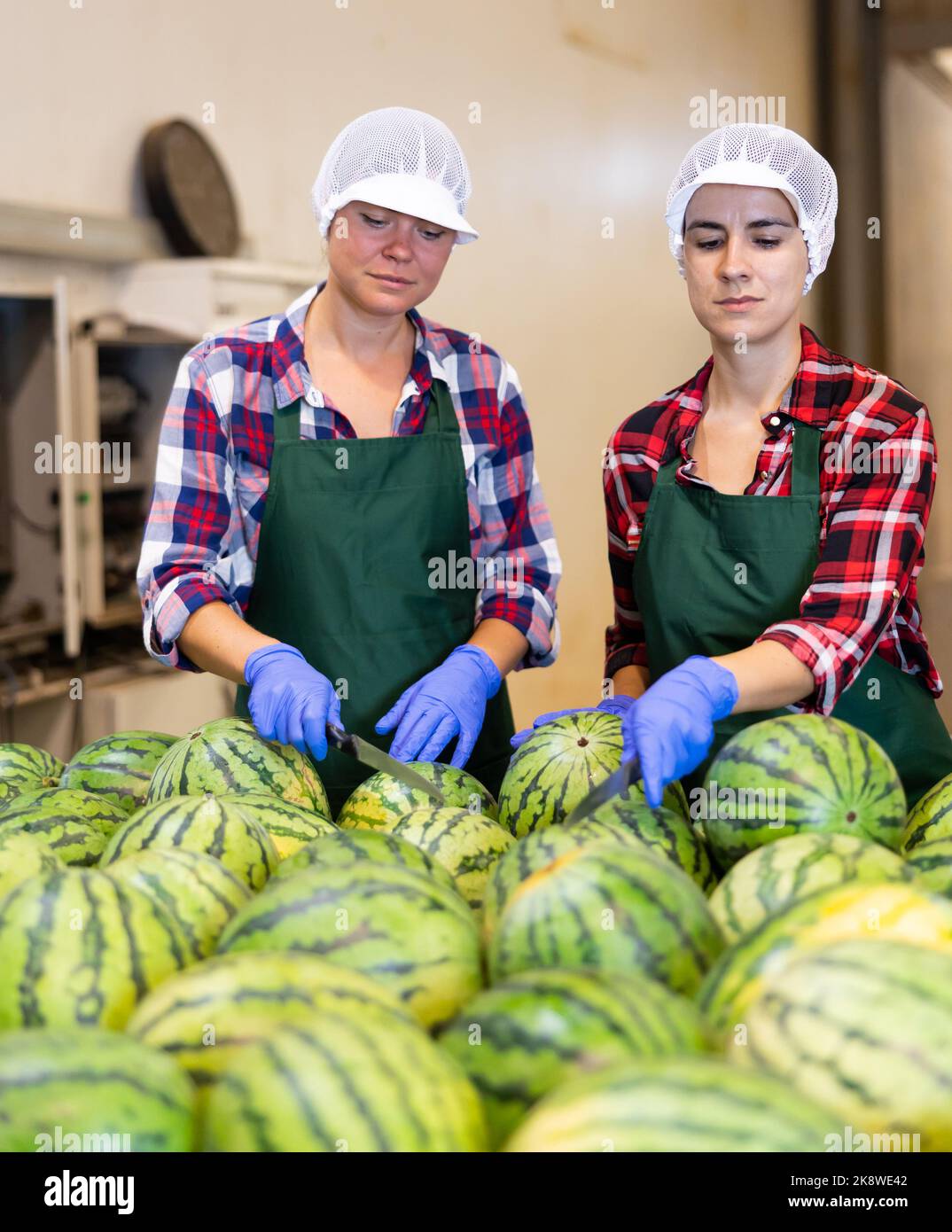 Women in uniform sorting watermelons in factory Stock Photo - Alamy