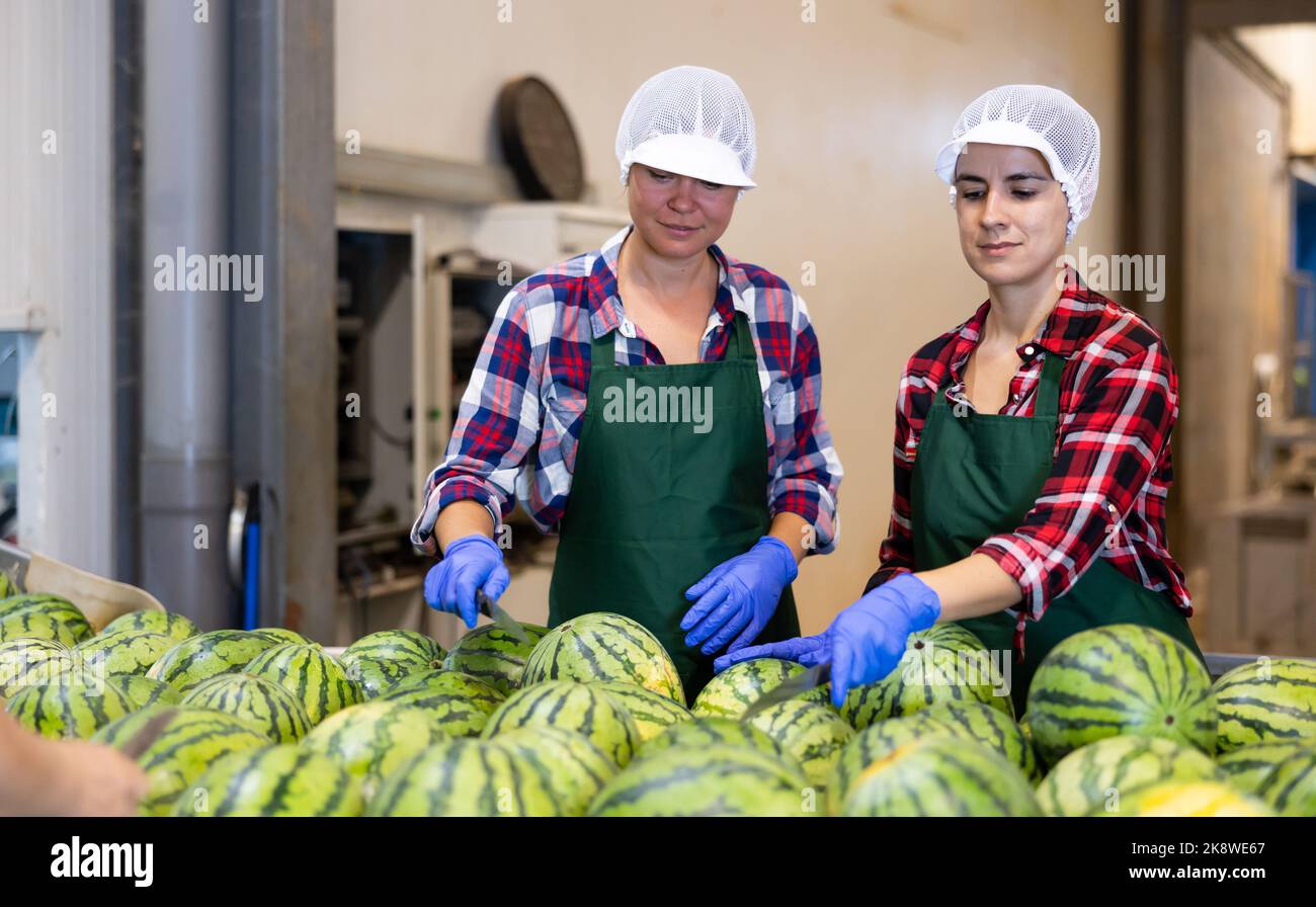 Female sorters working on watermelons sorting line in fruit processing ...