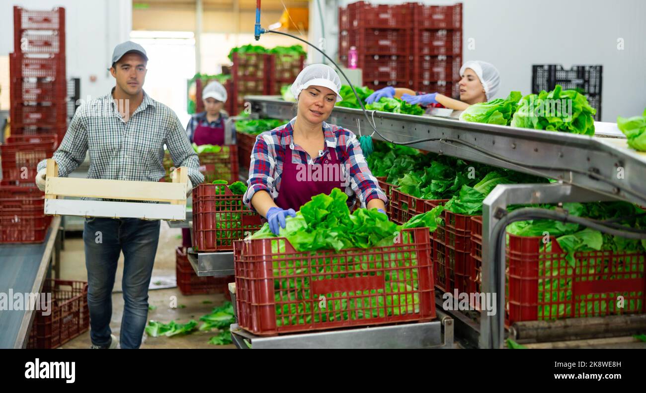 Woman in apron sorting fresh green lettuce in factory Stock Photo - Alamy