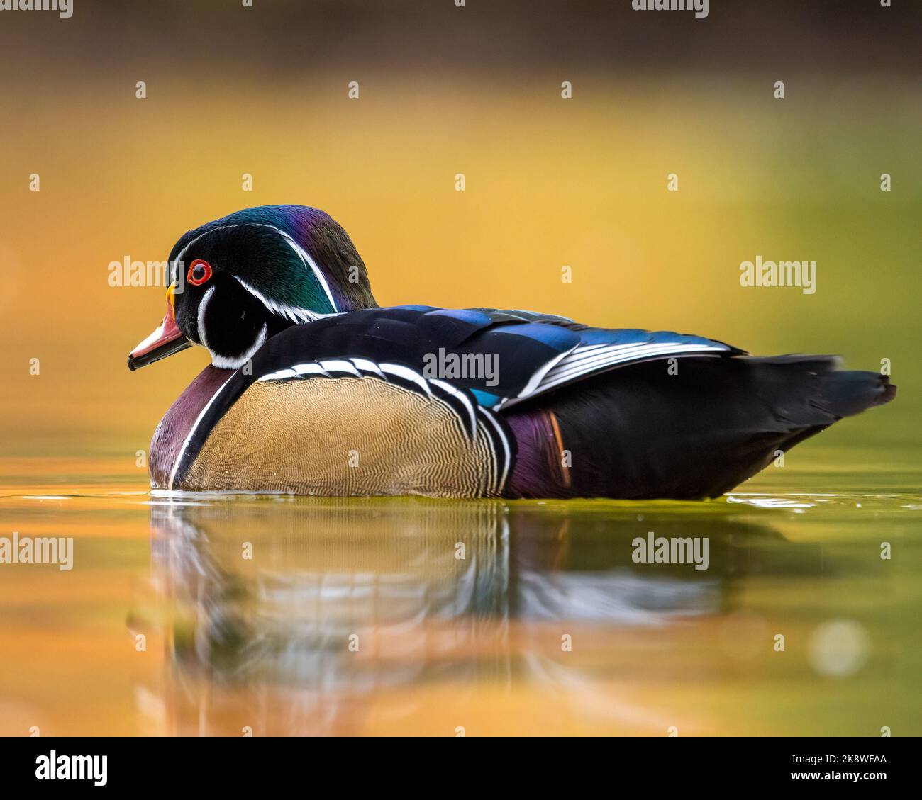 Wood duck (aix sponsa) drake at water level swimming on overcast fall ...