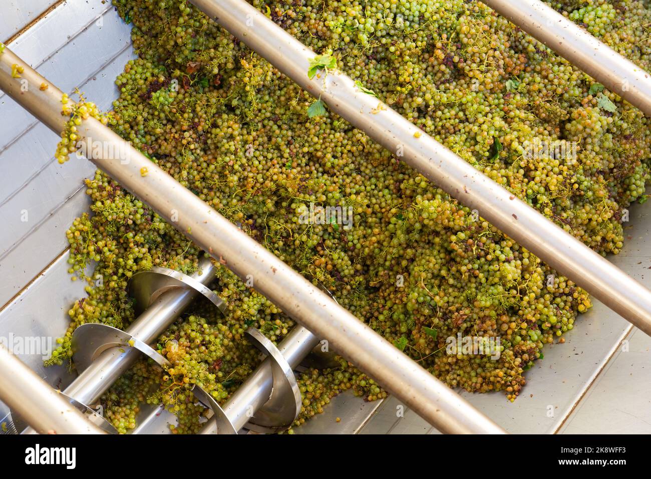 White grape in crusher destemmer, winemaking process Stock Photo - Alamy