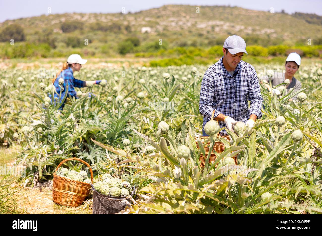 Male farmer harvesting ripe artichokes at a vegetable farm on sunny day ...