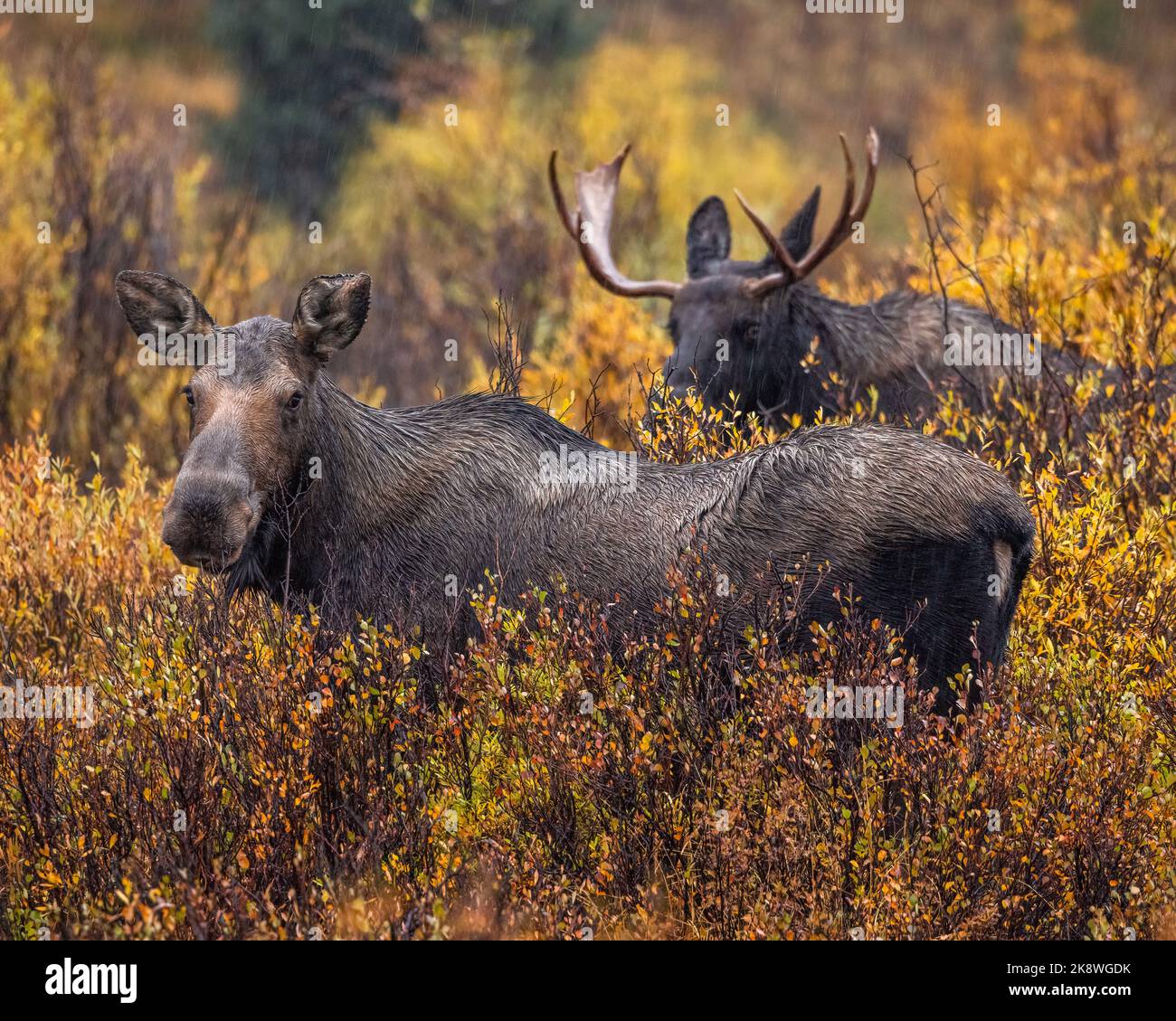 Female Shiras moose (alces alces) standing in willows with bull in background during fall moose ...