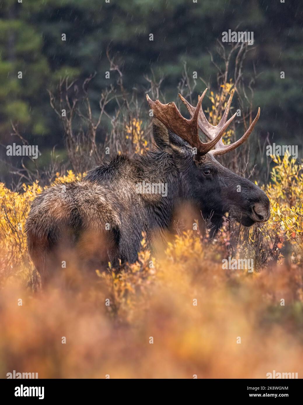 Male Shiras moose (alces alces) standing above willows looking right ...