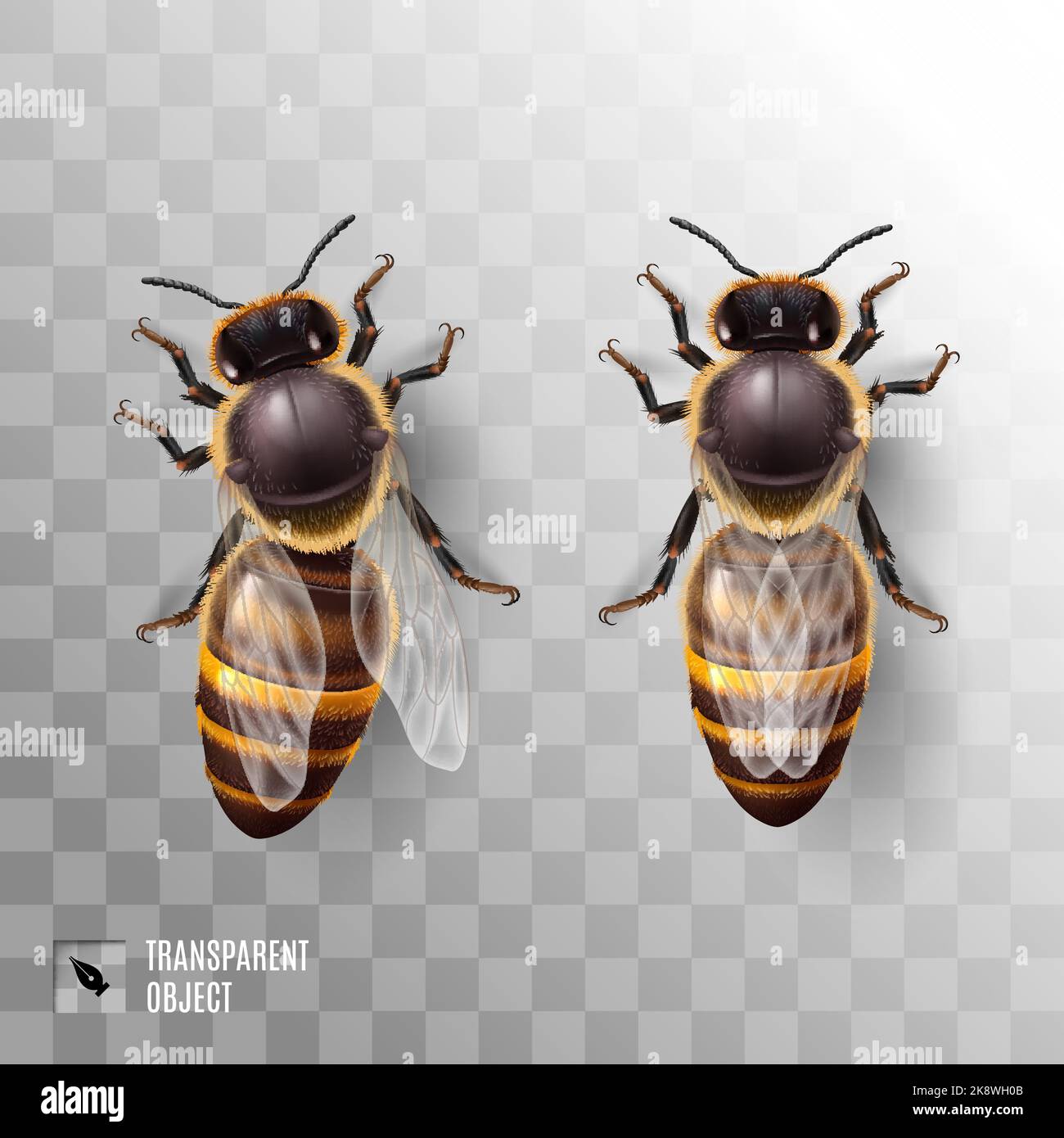 Realistic honeybee Stock Vector Images - Alamy