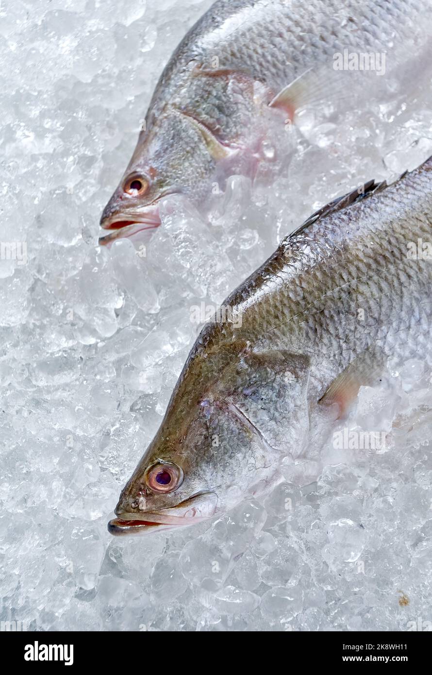 Cold preserve ice hi-res stock photography and images - Alamy