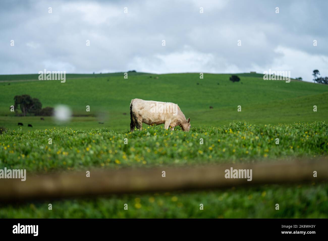 Casterton melbourne australia hi-res stock photography and images - Alamy