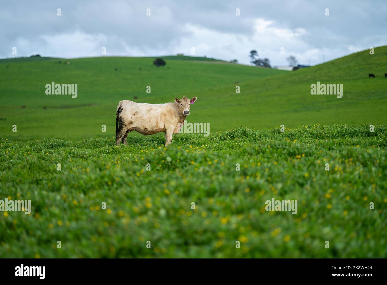 Sustainable agriculture business, cows grazing on a green meadow ...