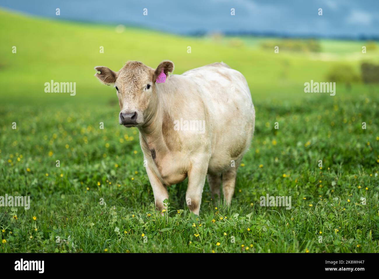 Sustainable agriculture business, cows grazing on a green meadow ...