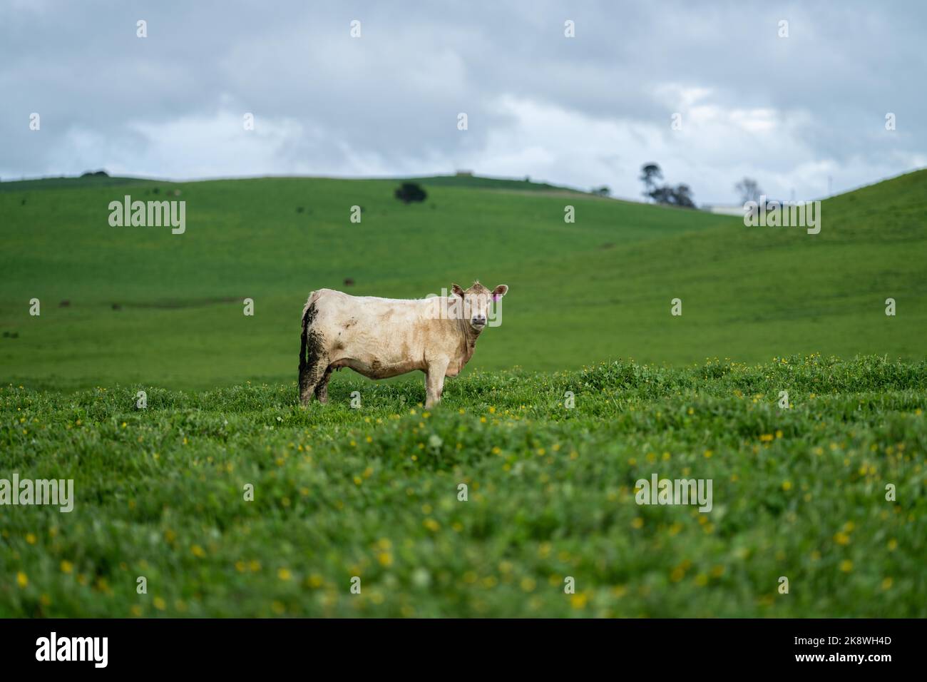 Sustainable agriculture business, cows grazing on a green meadow ...