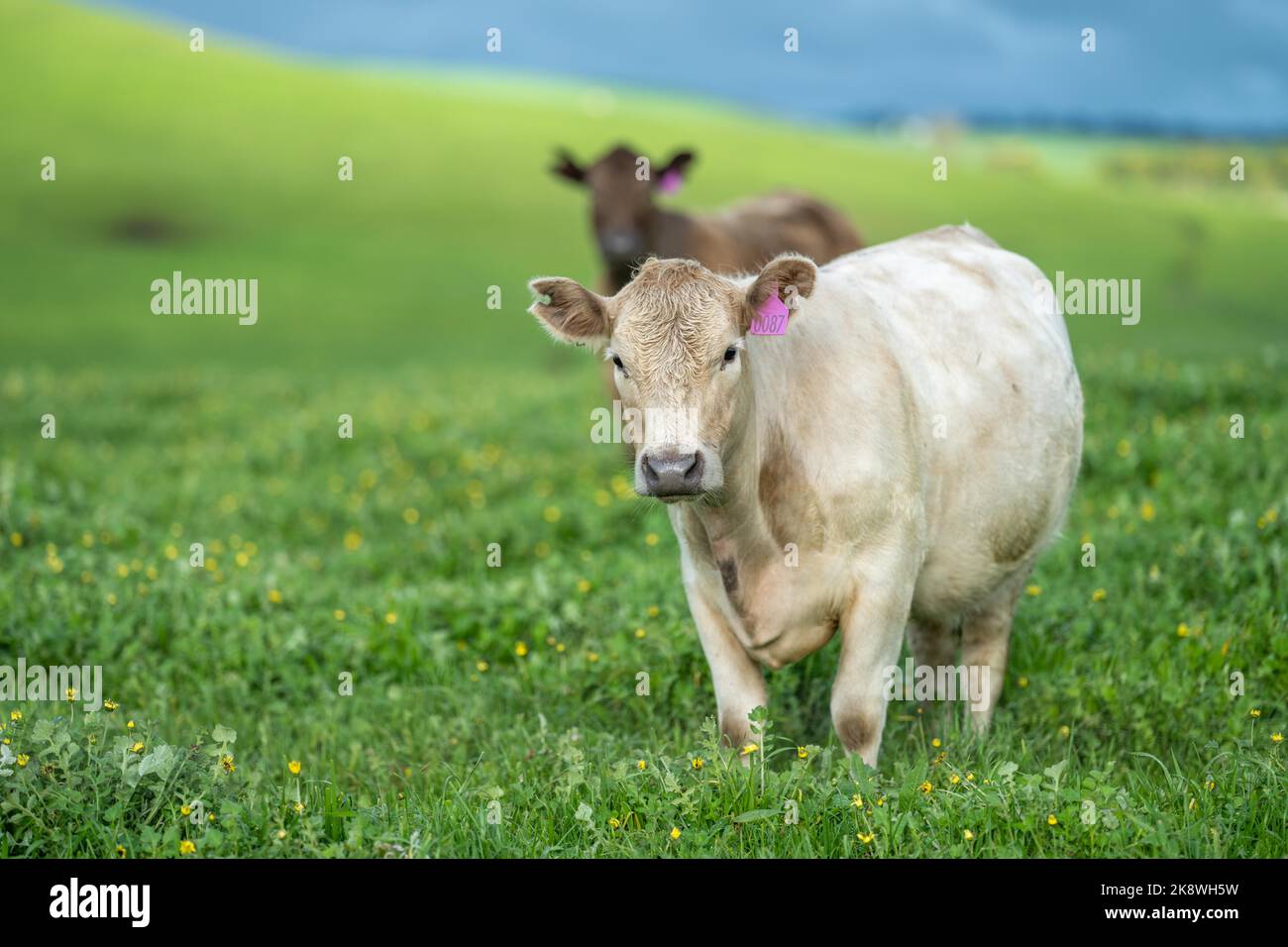 Sustainable agriculture business, cows grazing on a green meadow ...