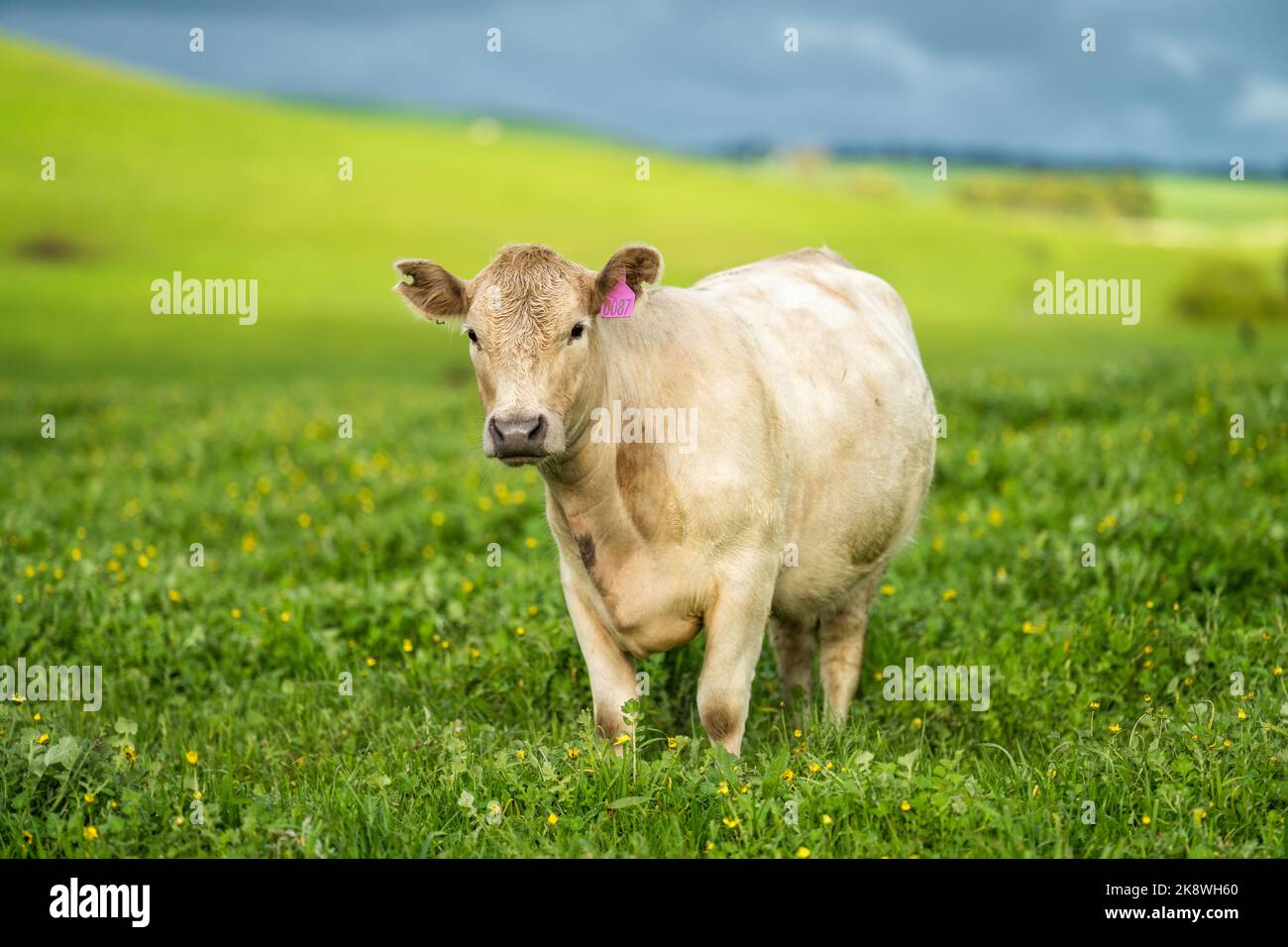 Sustainable agriculture business, cows grazing on a green meadow ...