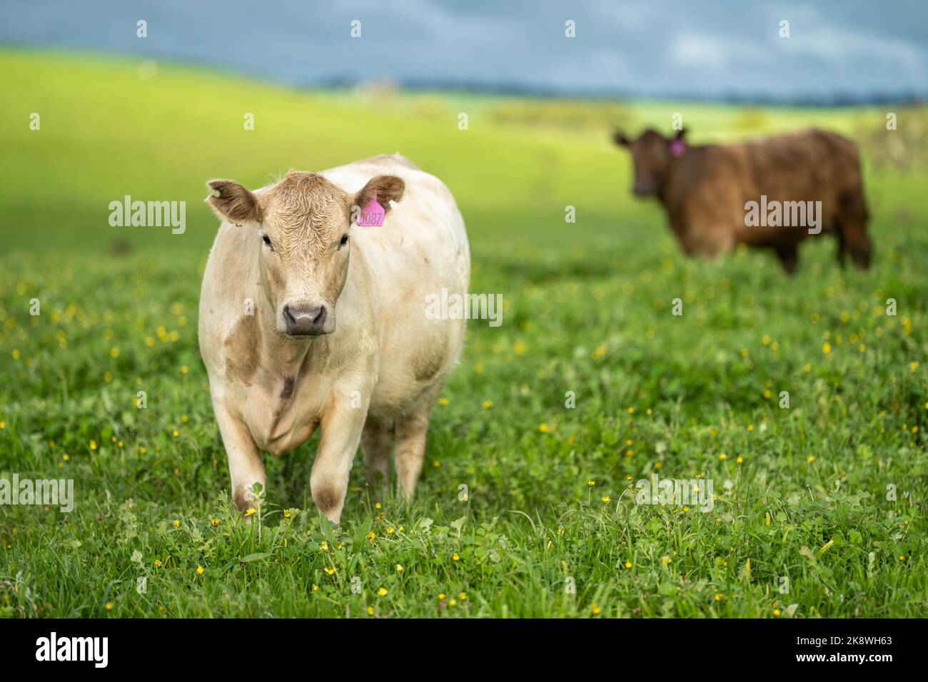 Beef cows and calfs grazing on grass in south west victoria, Australia ...