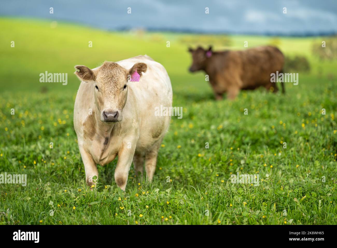 Sustainable agriculture business, cows grazing on a green meadow ...