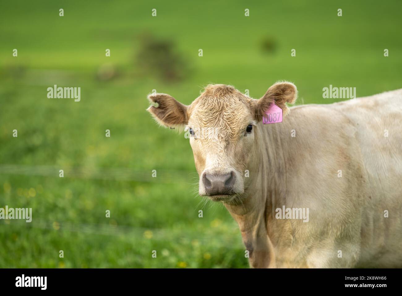 New agricultural business africa hi-res stock photography and images ...