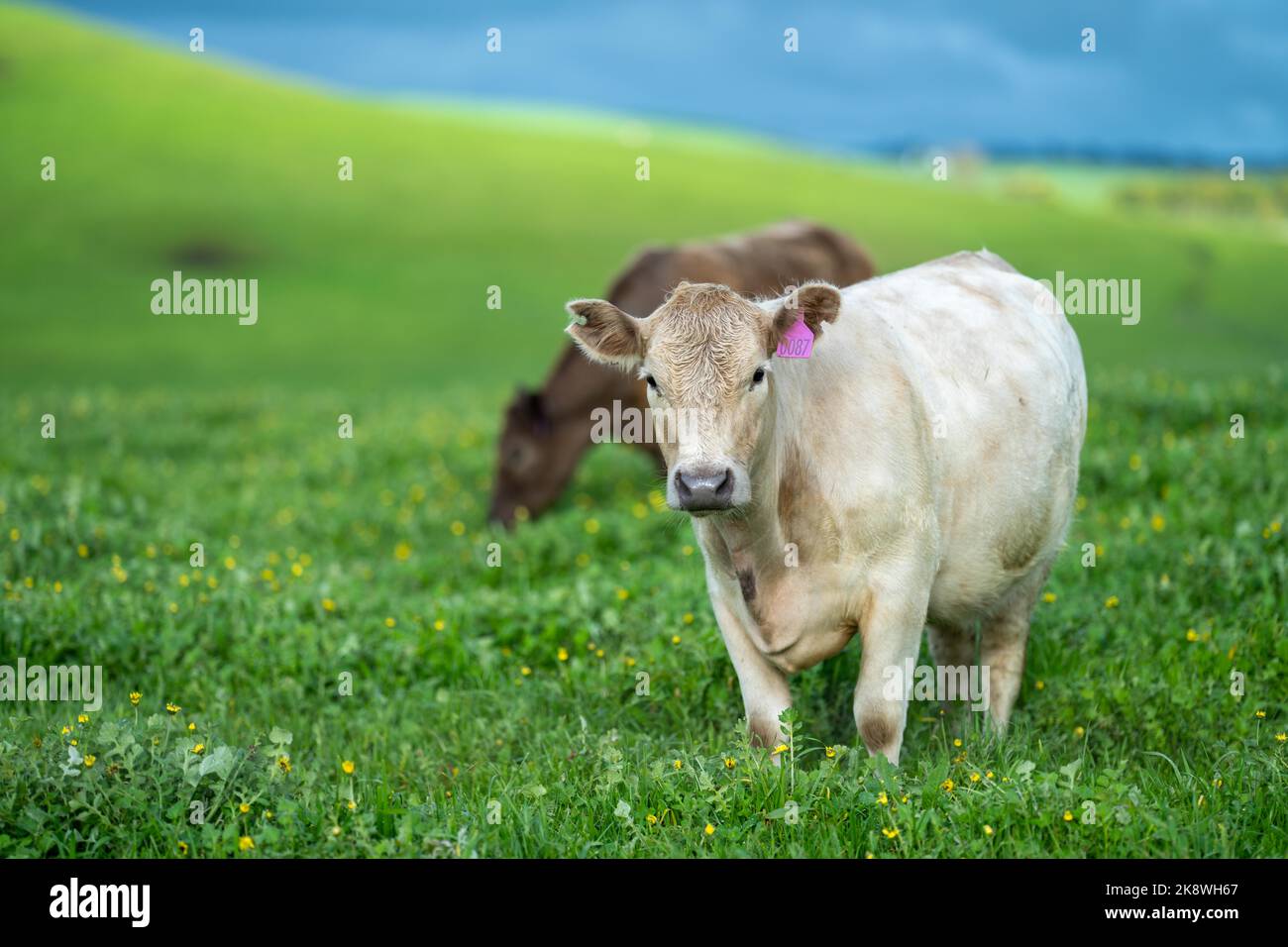 Sustainable agriculture business, cows grazing on a green meadow ...