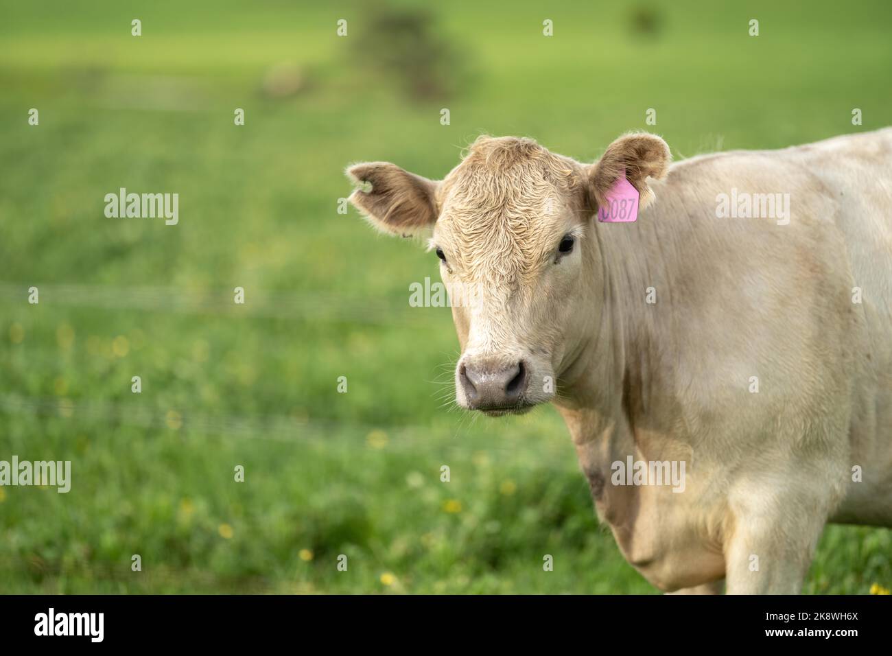 Beef cows and calfs grazing on grass in south west victoria, Australia ...