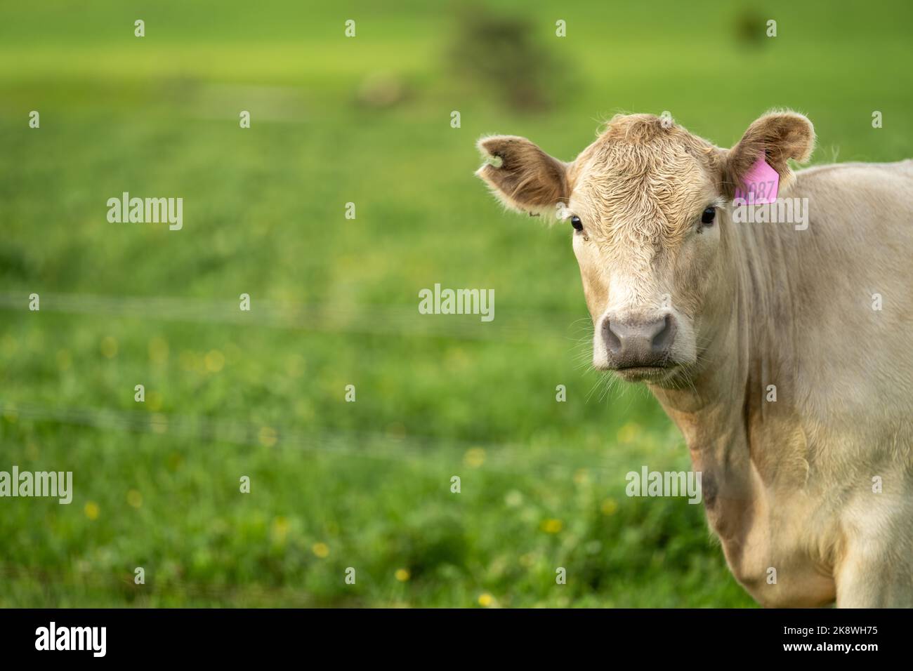 Sustainable agriculture business, cows grazing on a green meadow ...