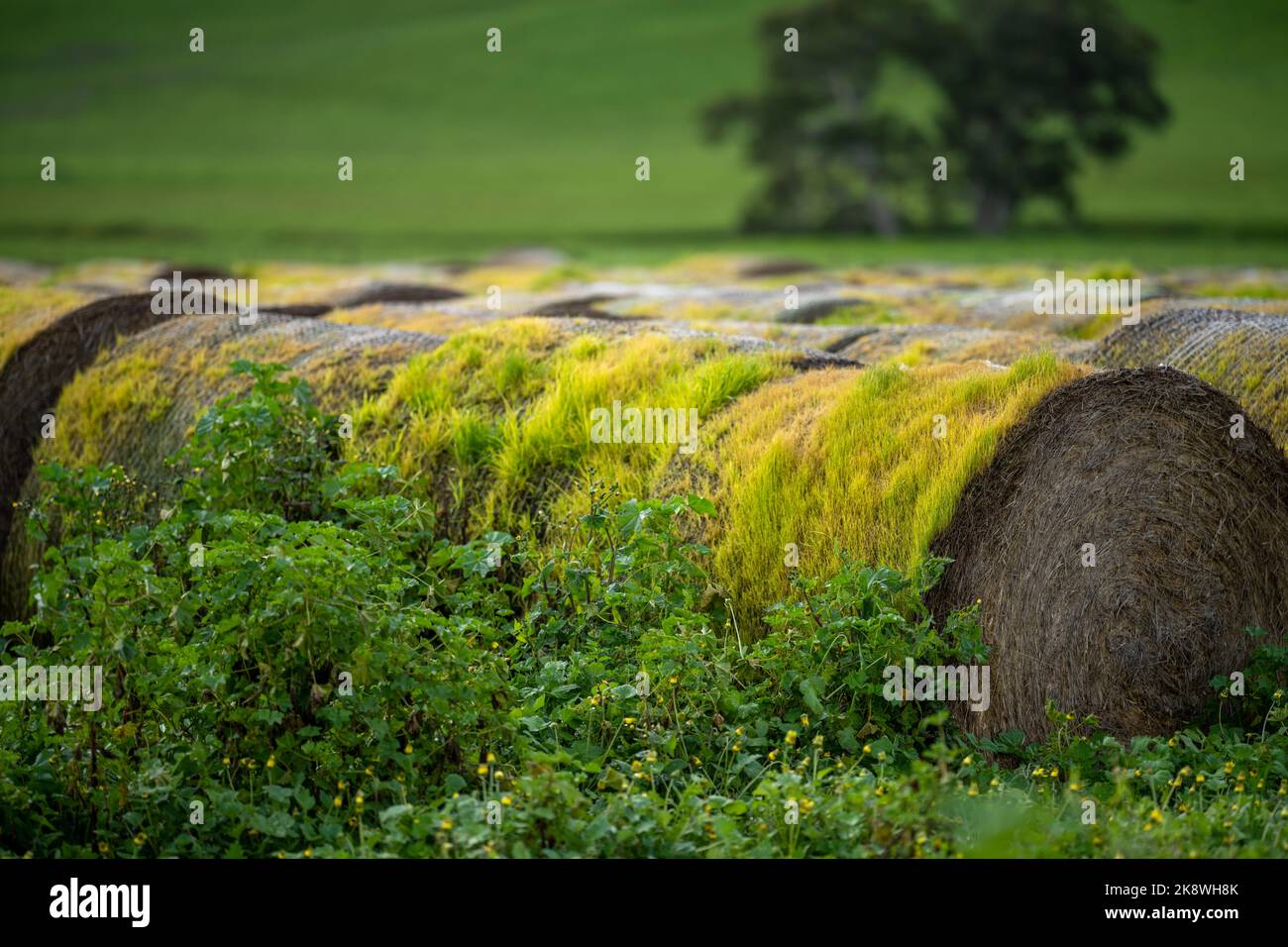 India bangladesh cows hi-res stock photography and images - Alamy