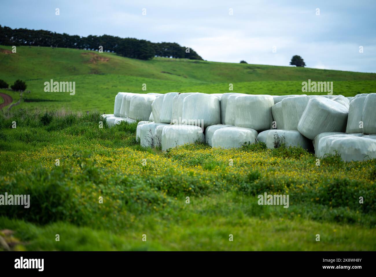 Regenerative agriculture sheep hi-res stock photography and images - Alamy