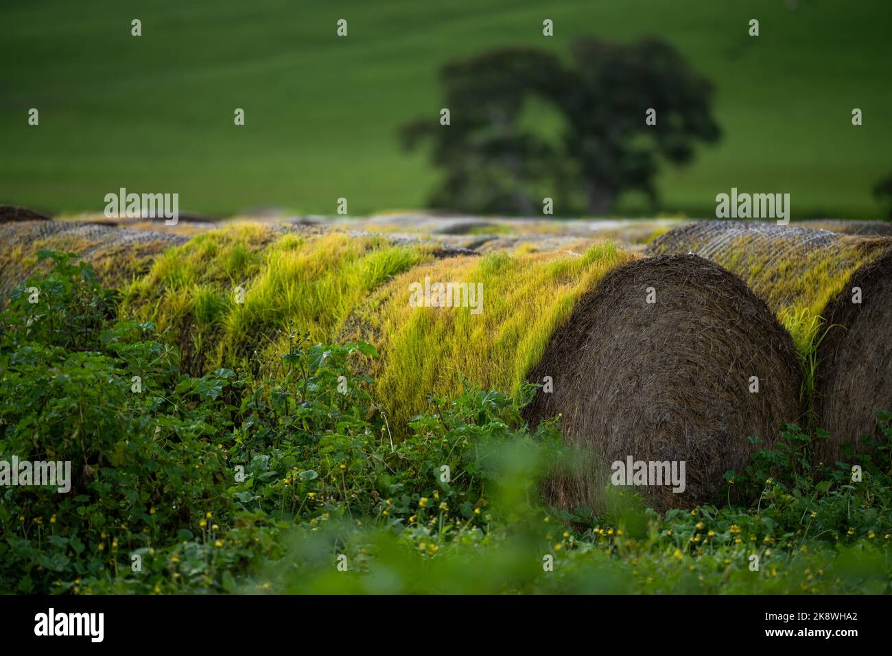 India bangladesh cows hi-res stock photography and images - Alamy