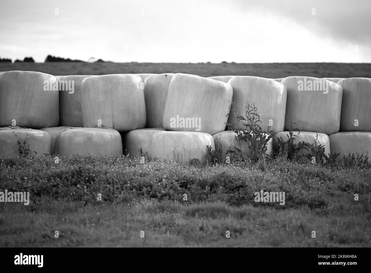 Beautiful autumn harvest in Black and White Stock Photos & Images - Alamy