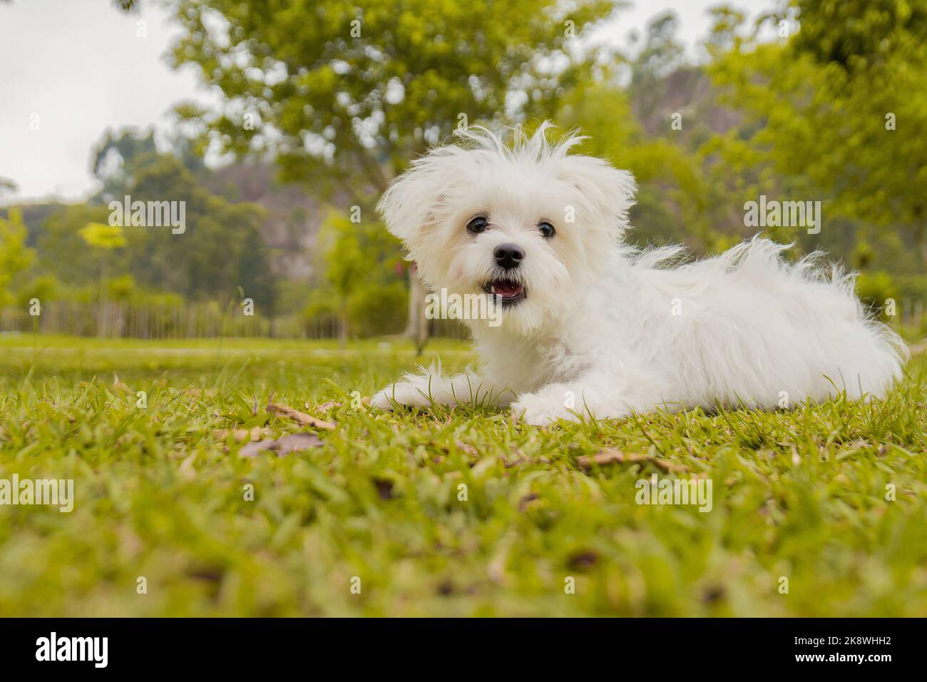 Maltese dog playing in park hi-res stock photography and images - Alamy