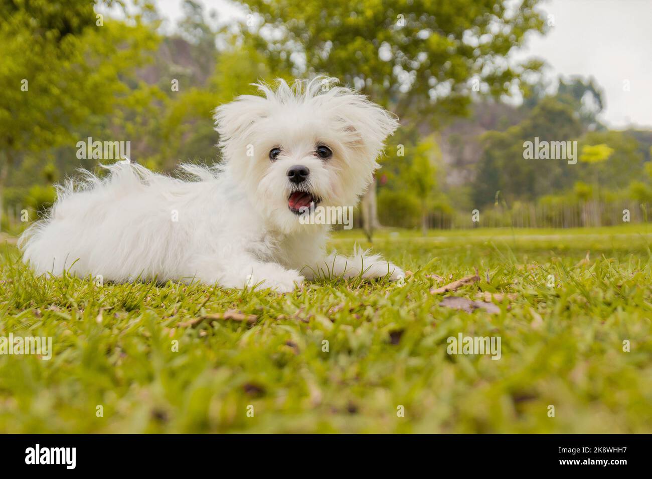 Maltese dog playing in park hi-res stock photography and images - Alamy