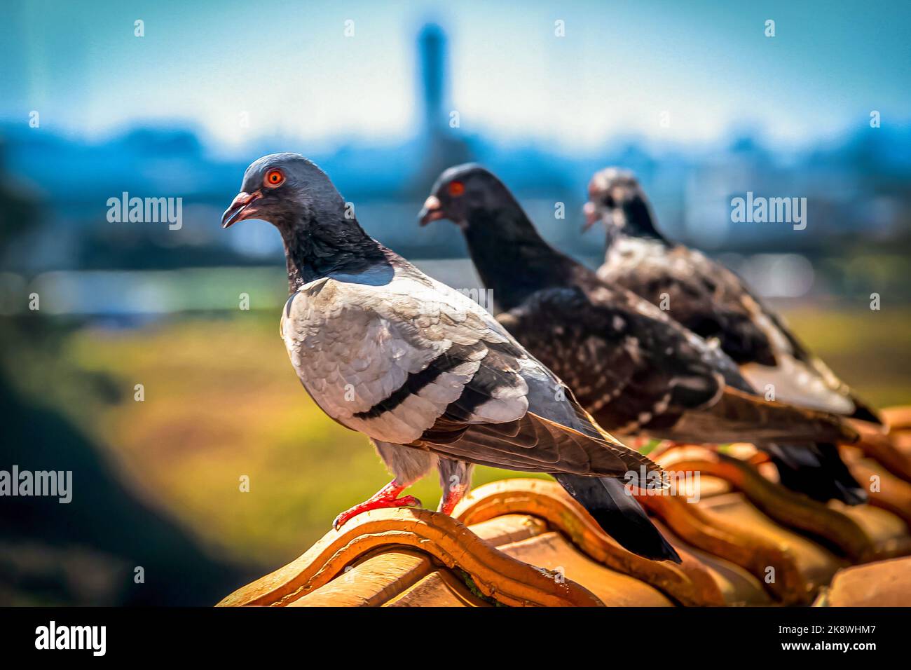Three pigeons on top of the roof Stock Photo - Alamy