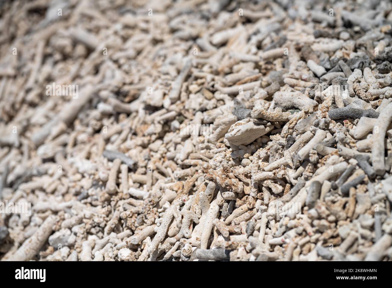dead coral, bleached coral washed up. coral beach from the great ...