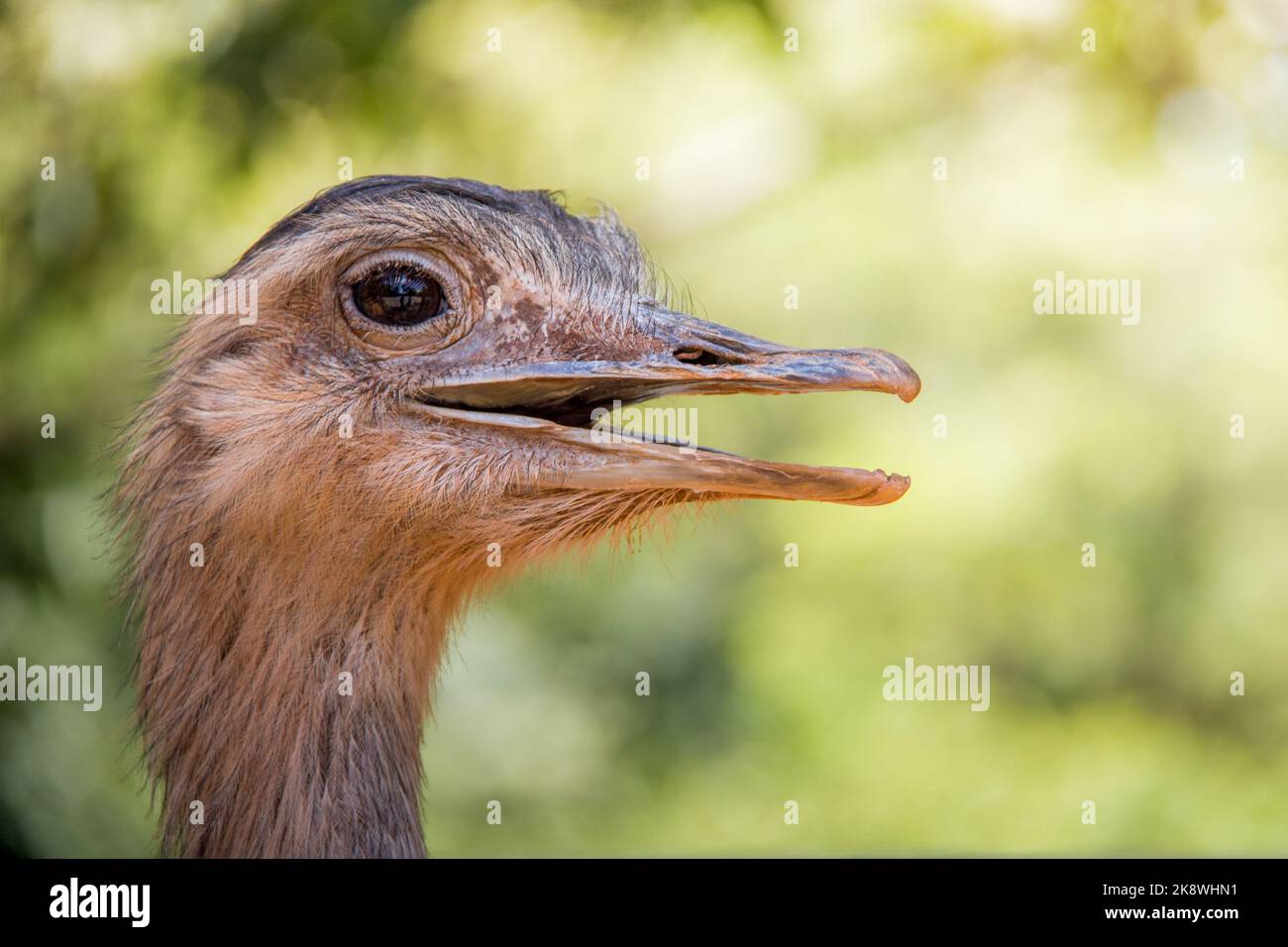 Retrato lindo hi-res stock photography and images - Alamy