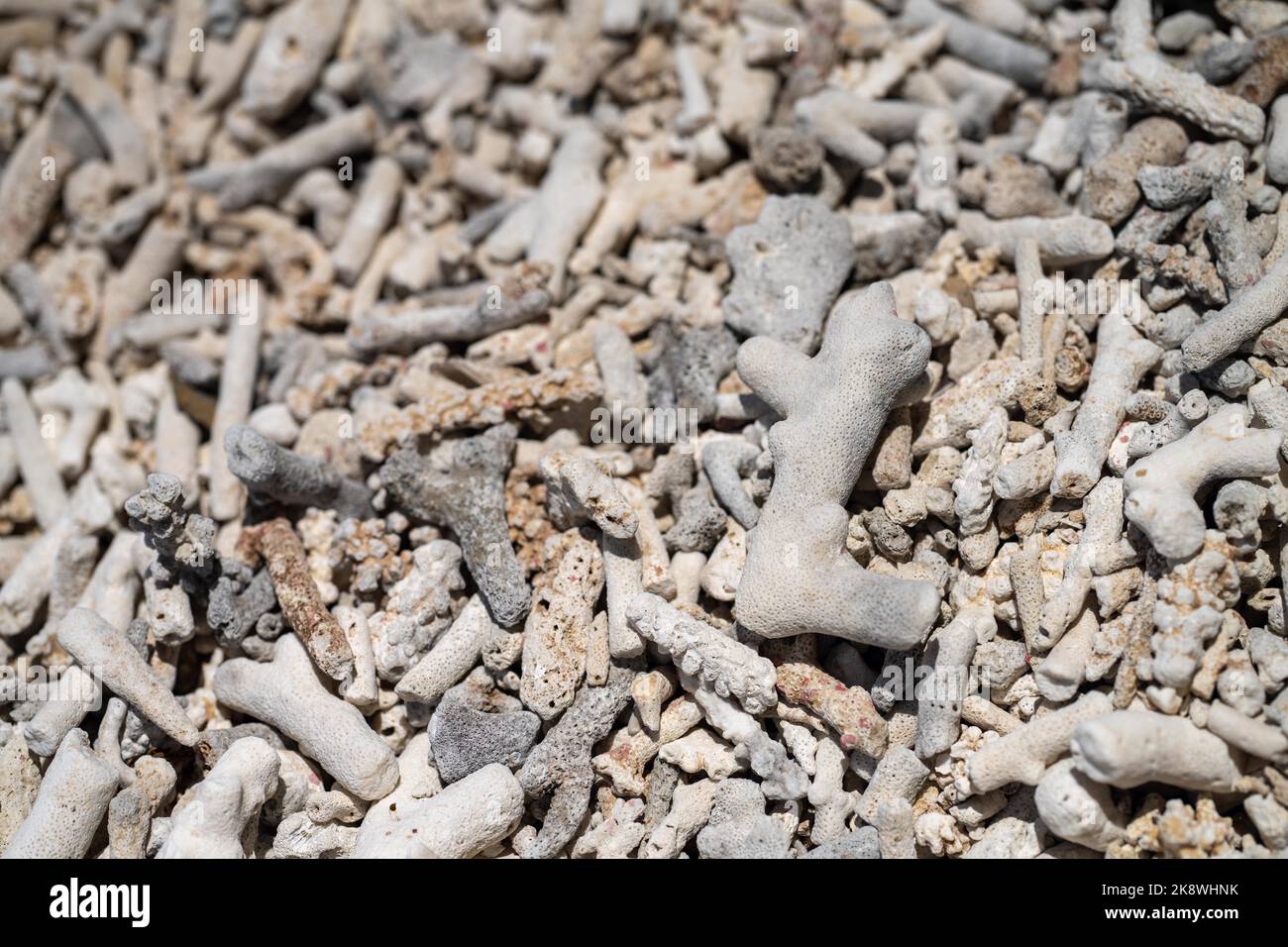 dead coral, bleached coral washed up. coral beach from the great ...
