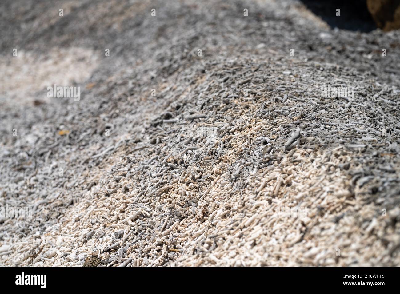 dead coral, bleached coral washed up. coral beach from the great ...