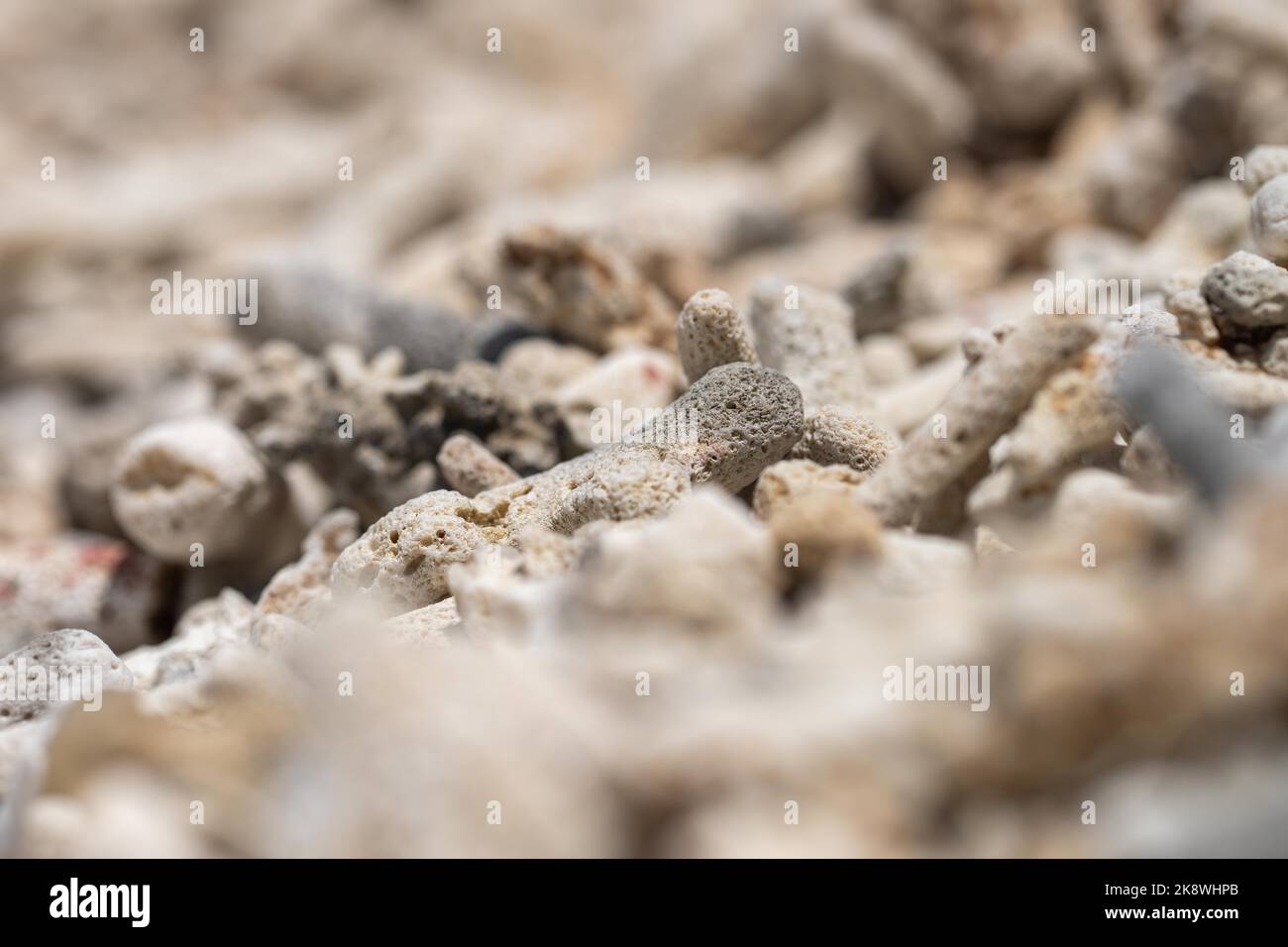 dead coral, bleached coral washed up. coral beach from the great ...