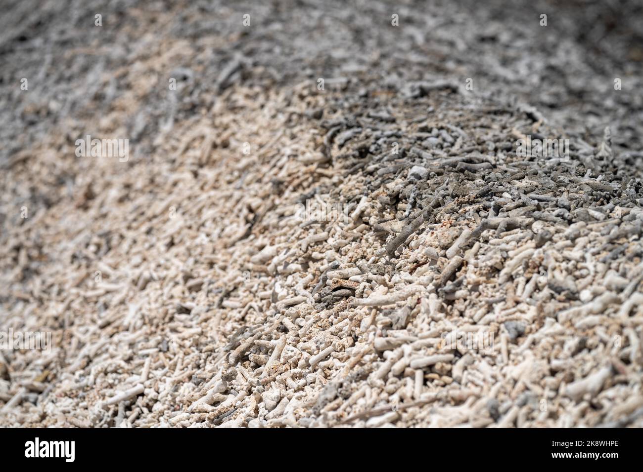 dead coral, bleached coral washed up. coral beach from the great ...