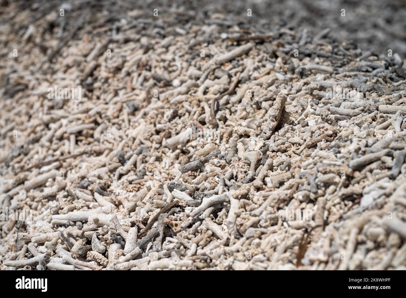 dead coral, bleached coral washed up. coral beach from the great ...
