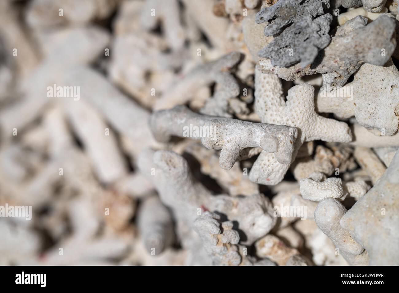 dead coral, bleached coral washed up. coral beach from the great ...