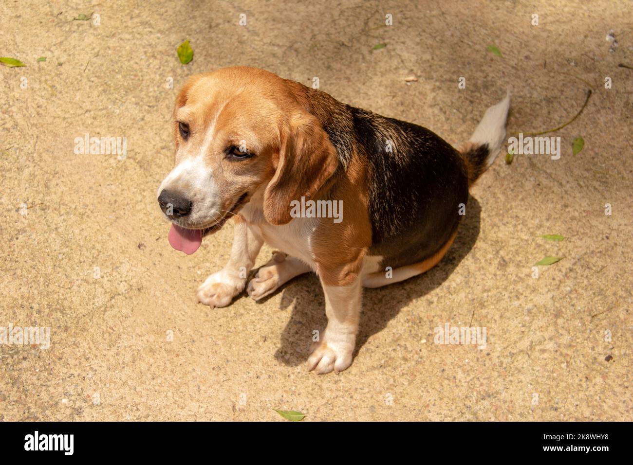Lovely Beagle Sitting Dog Stock Photo - Alamy
